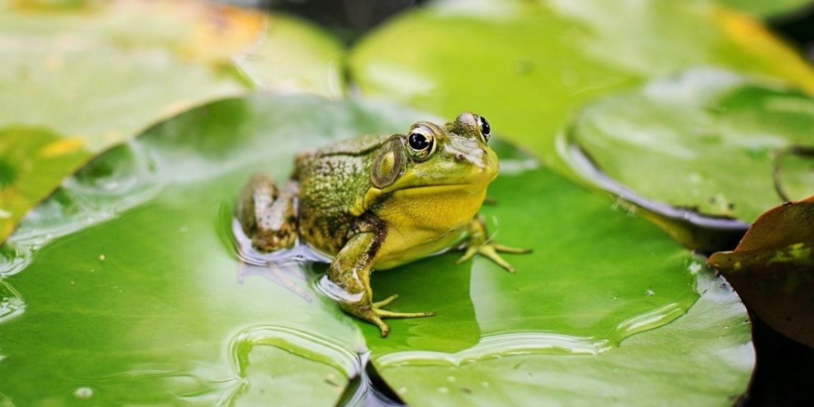 Video: niño libera a una rana en un estanque y se la comió un pato