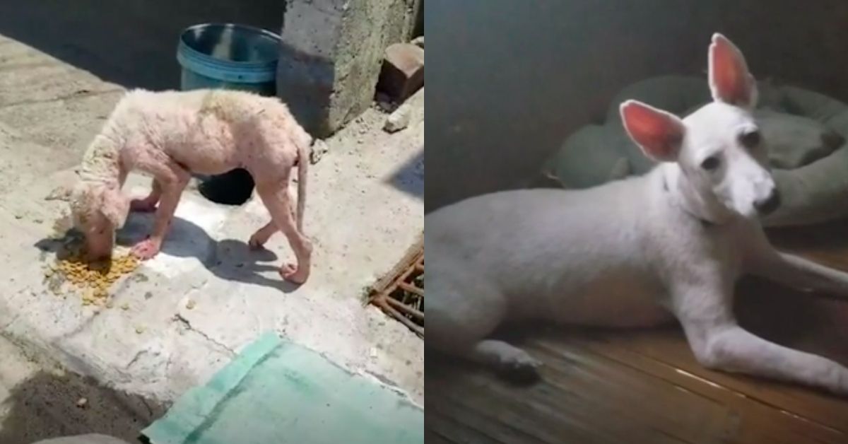 Sunday, la 'fea' perrita callejera que logró recuperar su belleza canina