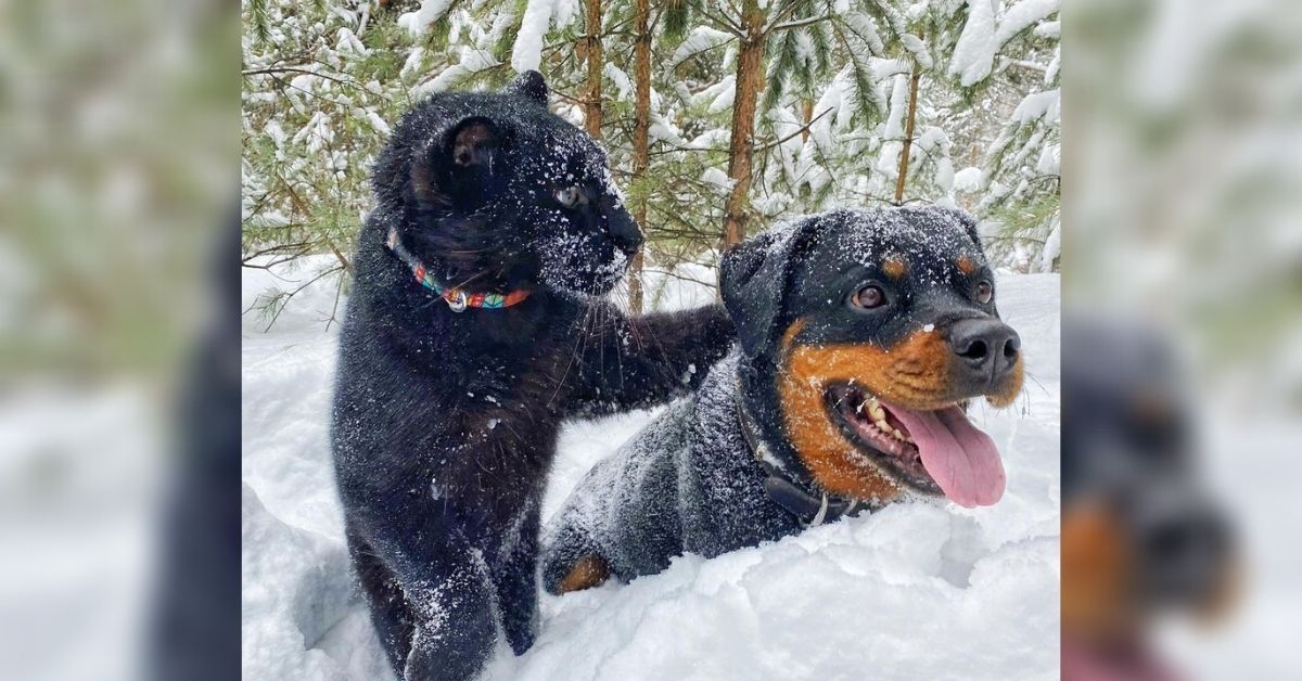 Luna, la pantera que fue criada junto a un rottweiler y cautivó en Internet