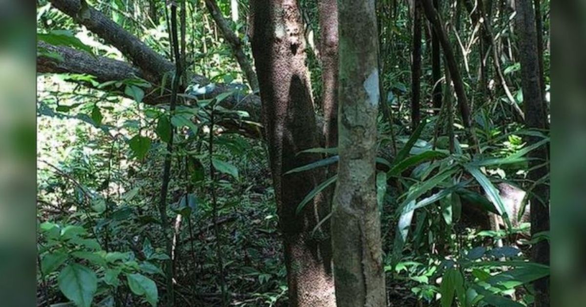 Reto viral: animales camuflados que solo un gran observador verá