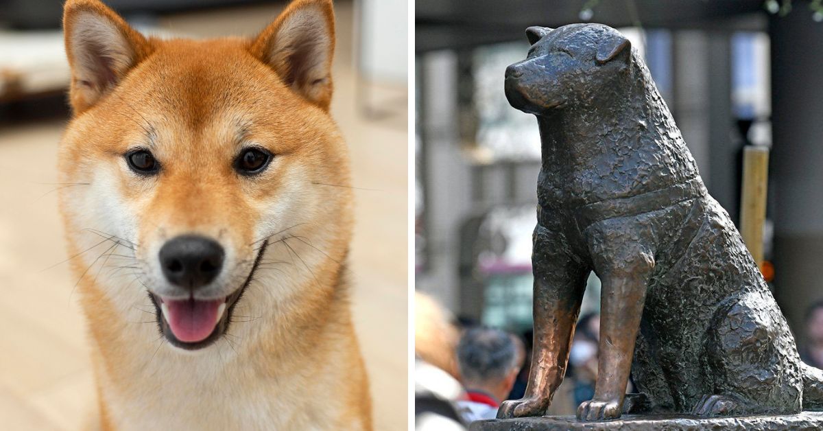 Hachiko, el perro que esperó 10 años a su dueño fallecido