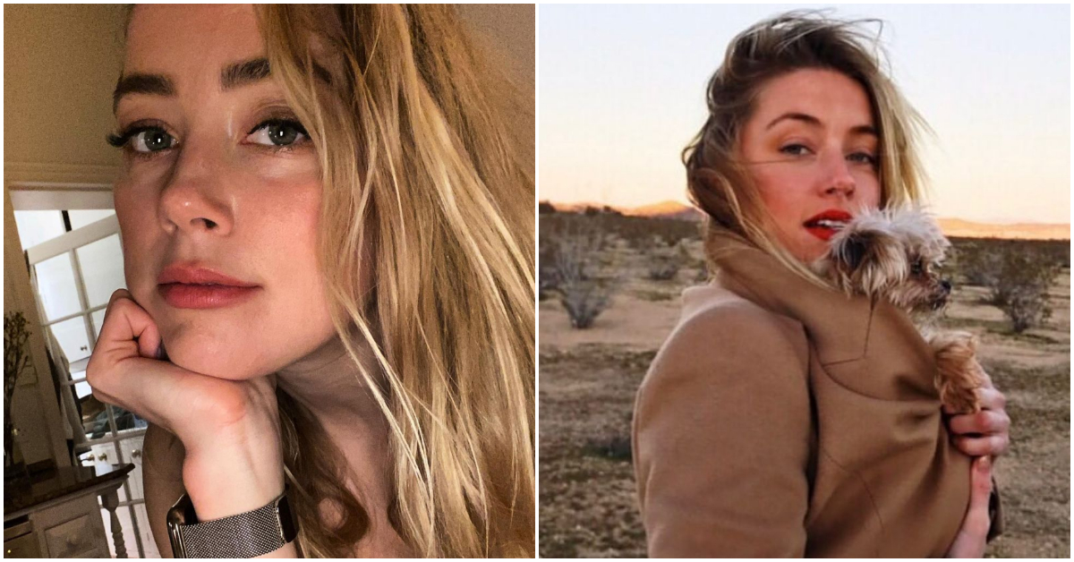 Amber Heard está en problemas por no declarar sus perros en Australia