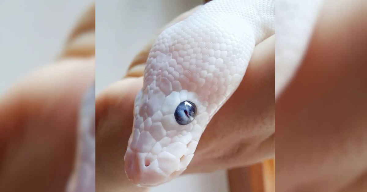 Selenite, la pitón que sorprende por su hermoso color de piel