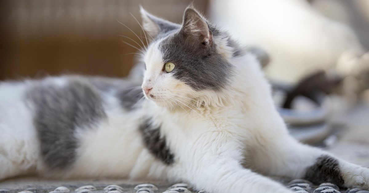 “Me salvó la vida”: gato se convierte en ‘héroe’ al ayudar a su dueña ...