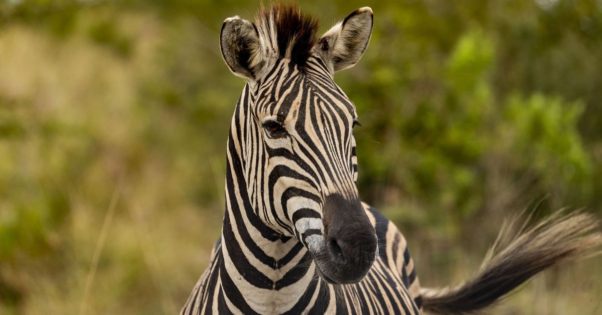 Joven transespecie asegura ser una ‘cebra’ y pide que la dejen vivir ...