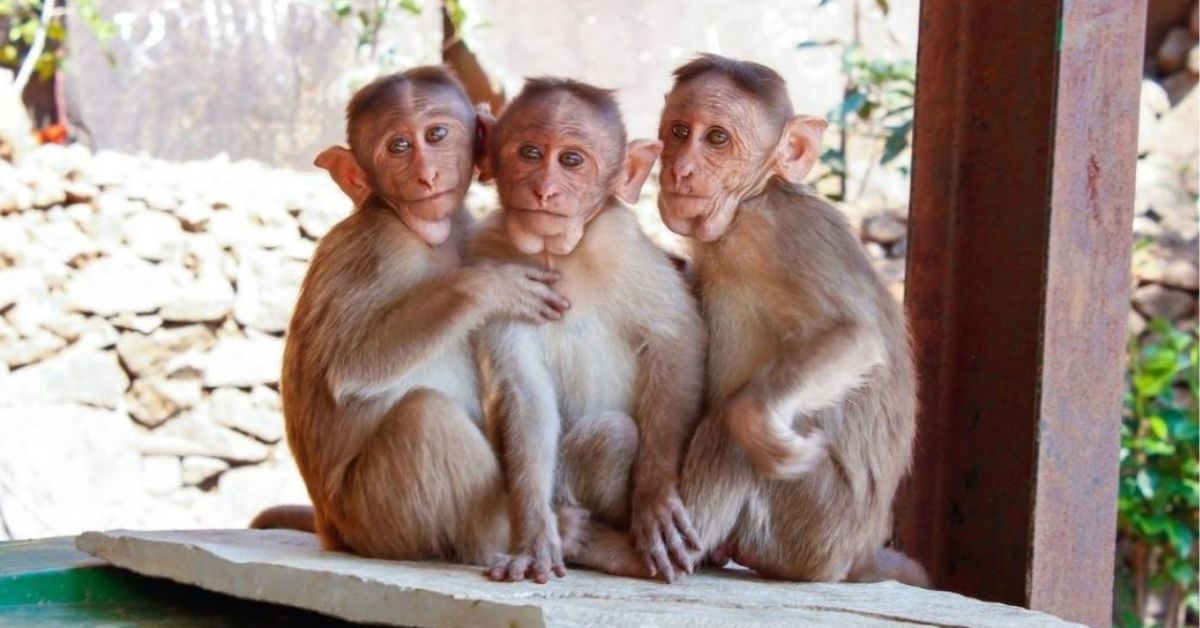 Monos conmueven al no dejar de abrazar a su hermano con síndrome de ...
