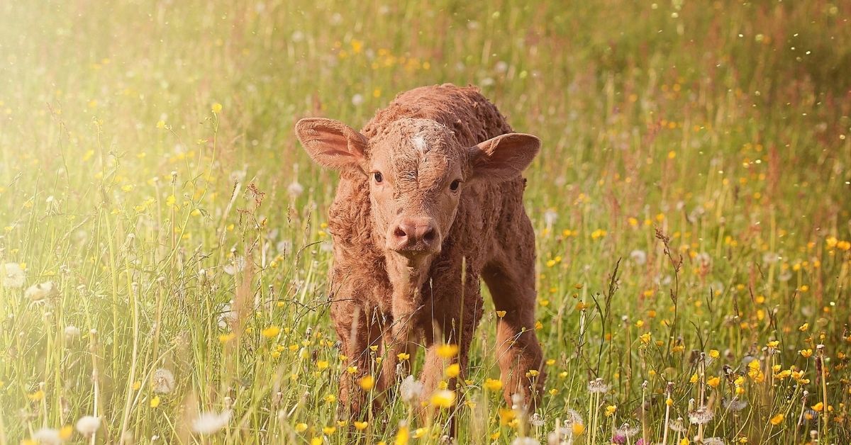 Napoleón, el pequeño toro que solo creció 80 centímetros por un defecto ...