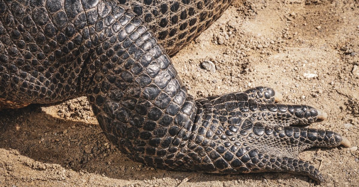 Varano del Nilo: el extraño y sorprendente reptil que apareció nadando ...