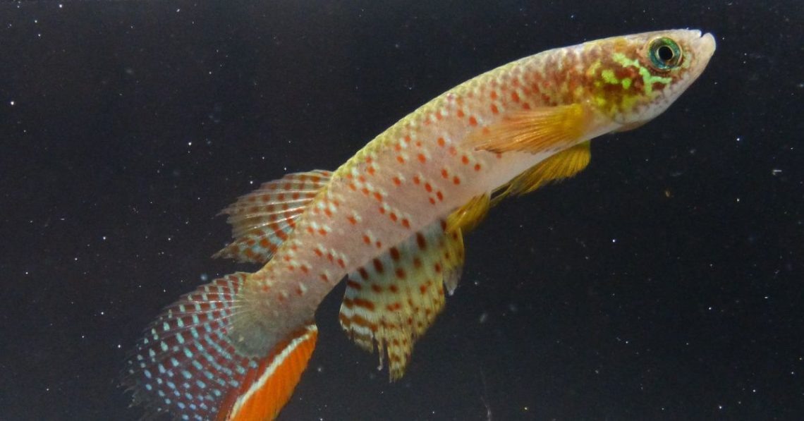 Descubren una nueva especie de pez capaz de respirar fuera del agua