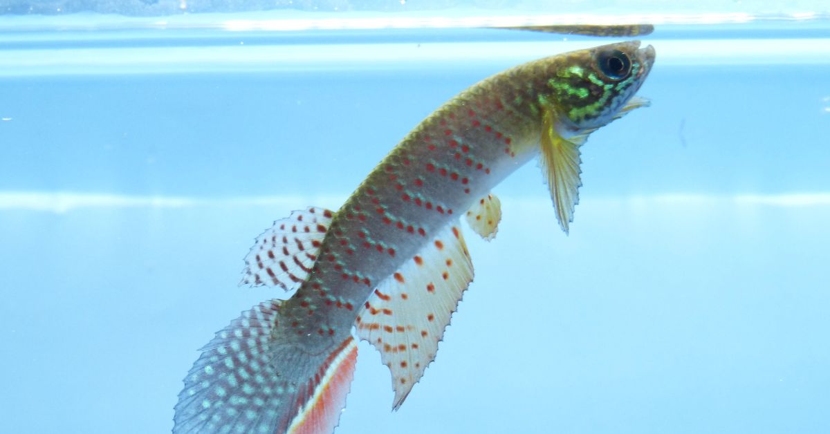 Descubren una nueva especie de pez capaz de respirar fuera del agua