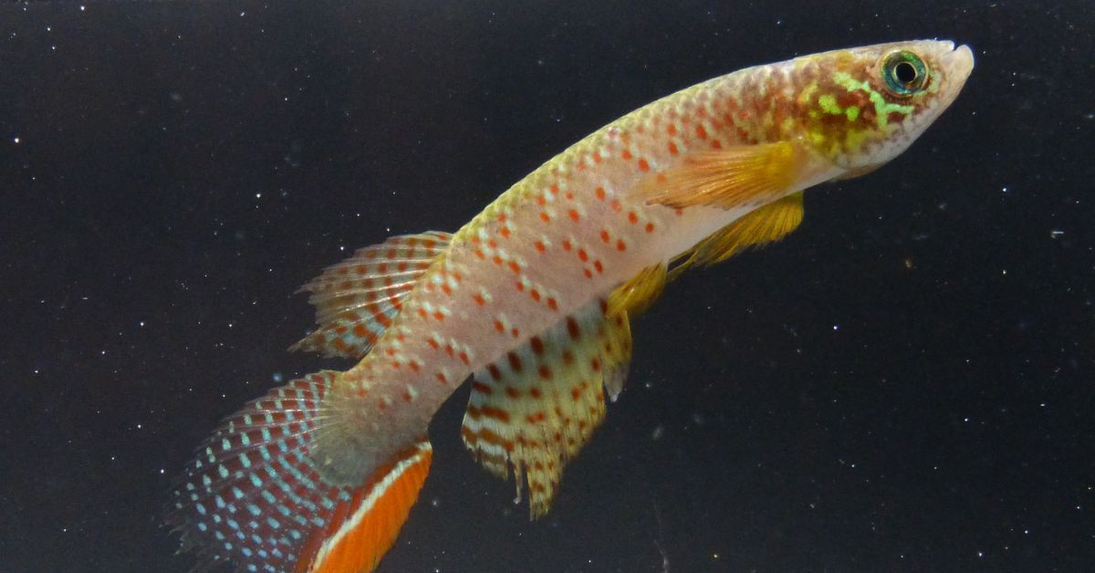 Descubren una nueva especie de pez capaz de respirar fuera del agua