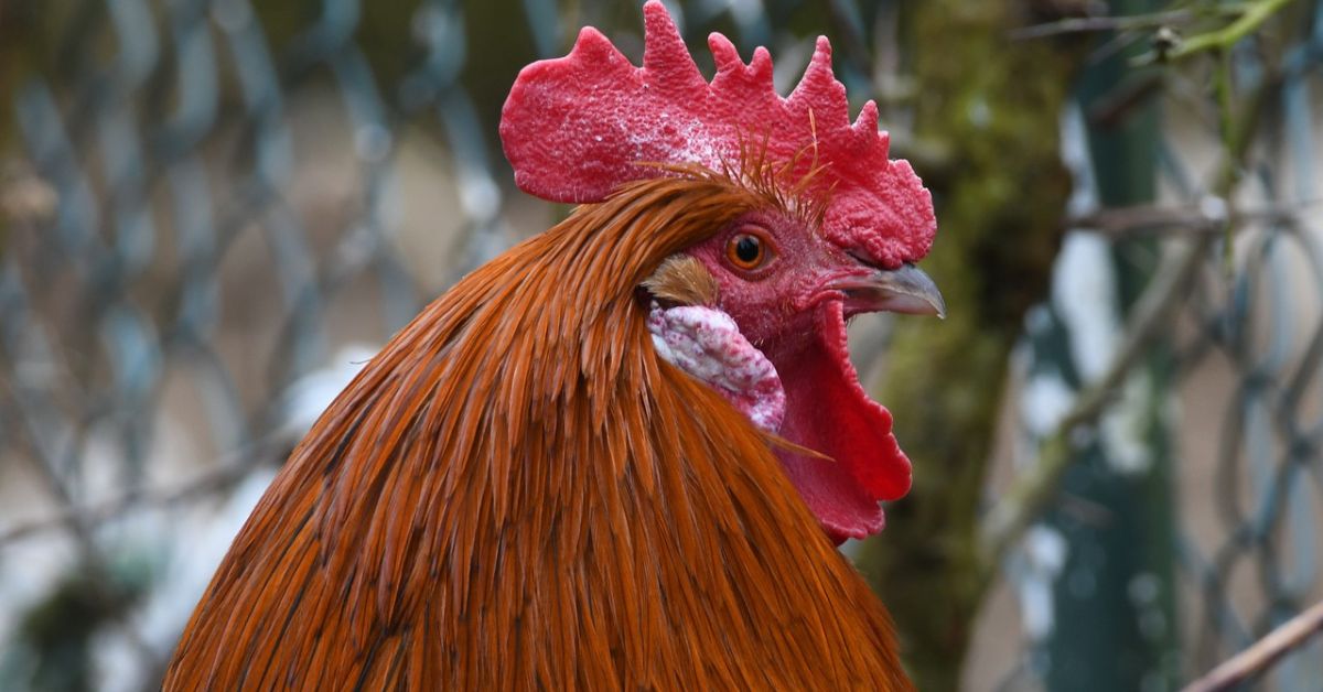 Gallo con tres patas es considerado de buena suerte en Tailandia