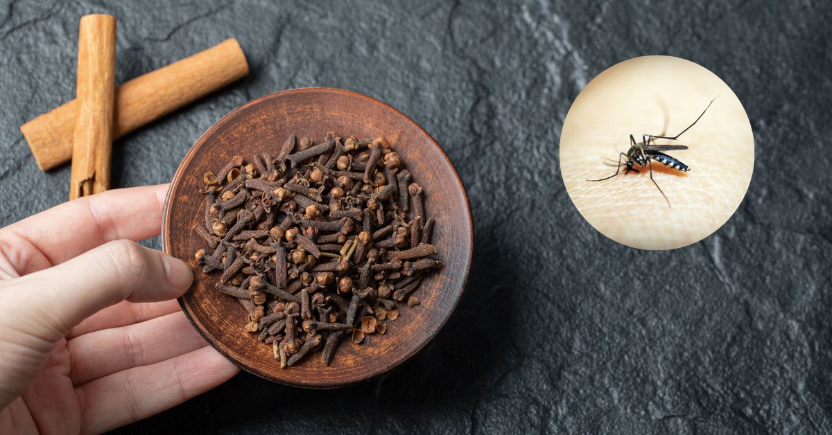 Repelente natural para alejar los mosquitos del hogar