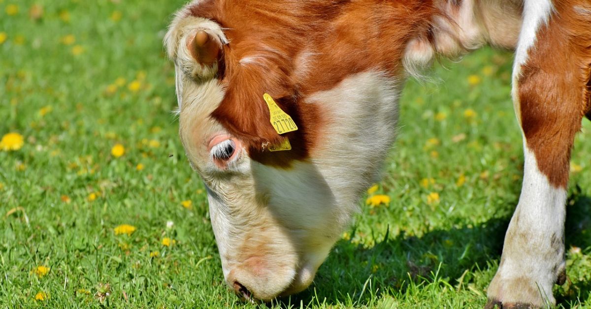 Un ternero de dos cabezas nació en una granja de Tailandia