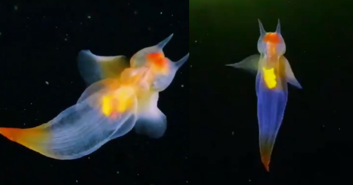 Avistaron un ángel de mar, la extraña criatura que habita en el océano