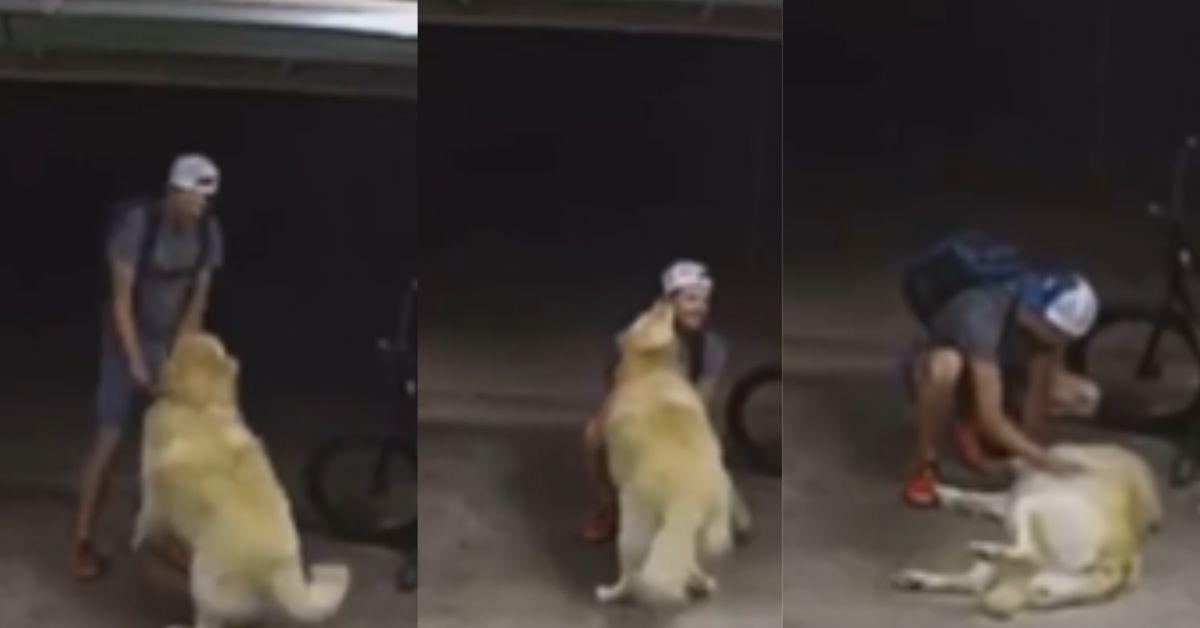 Un perrito se puso a jugar con un ladrón de su vivienda en EE.UU. Un perrito se puso a jugar con un ladrón de su vivienda en EE.UU.