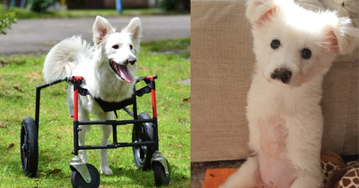 Perro sin patas ahora disfruta de su prótesis gracias al apoyo de su ...