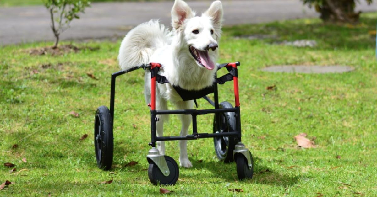 Perro sin patas ahora disfruta de su prótesis gracias al apoyo de su ...