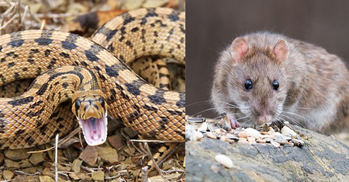 Una rata luchó contra una serpiente para rescatar a su pequeña cría
