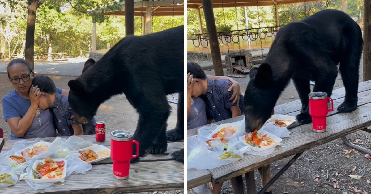 Oso sorprendió y devoró la comida de una familia en un picnic