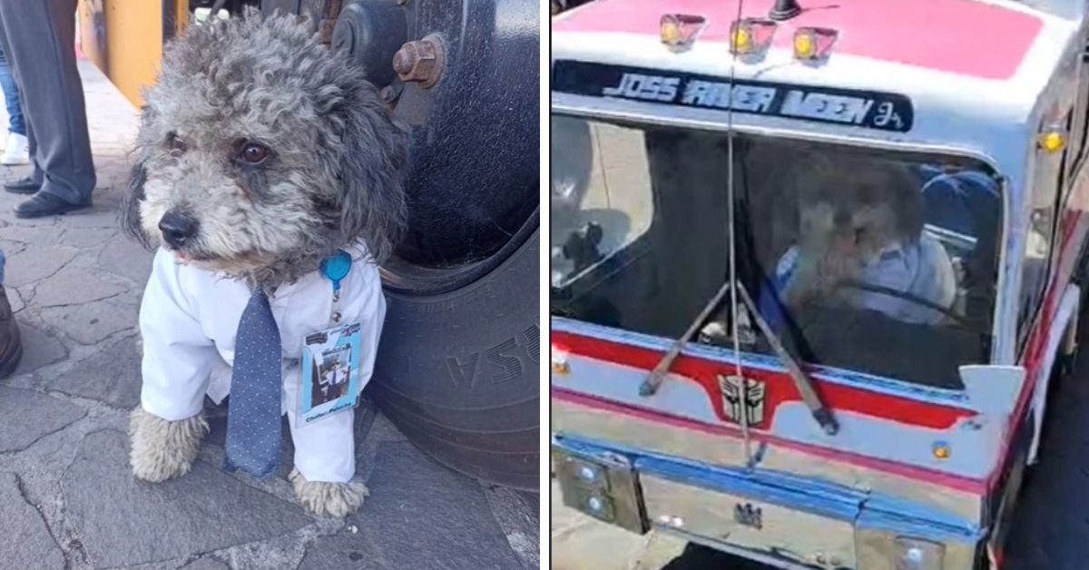 Peluchín, el perro camionero que enternece en las redes sociales