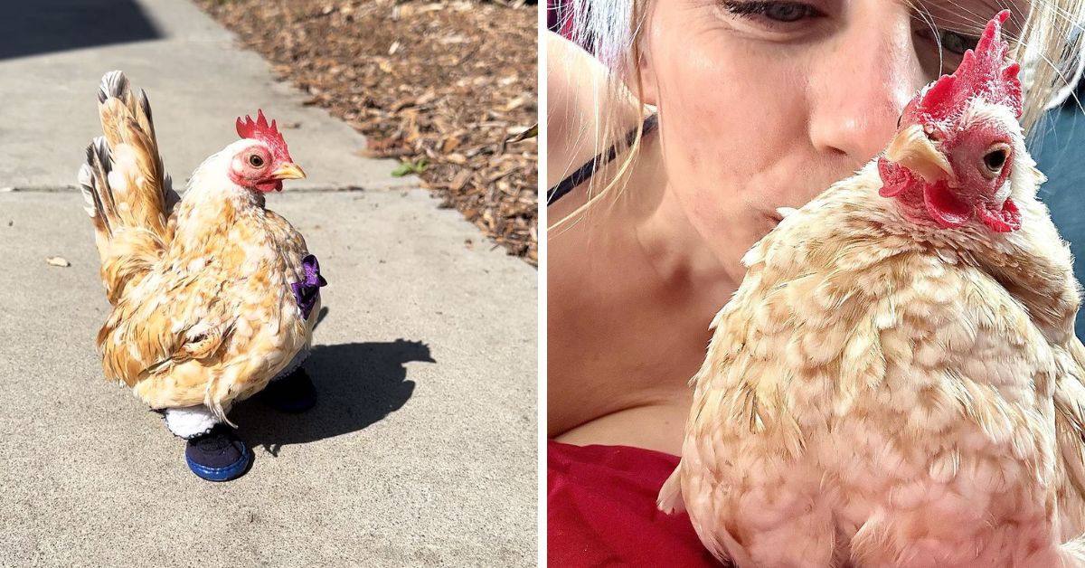 Nubz, la gallina que no tiene dedos y usa coloridos botines